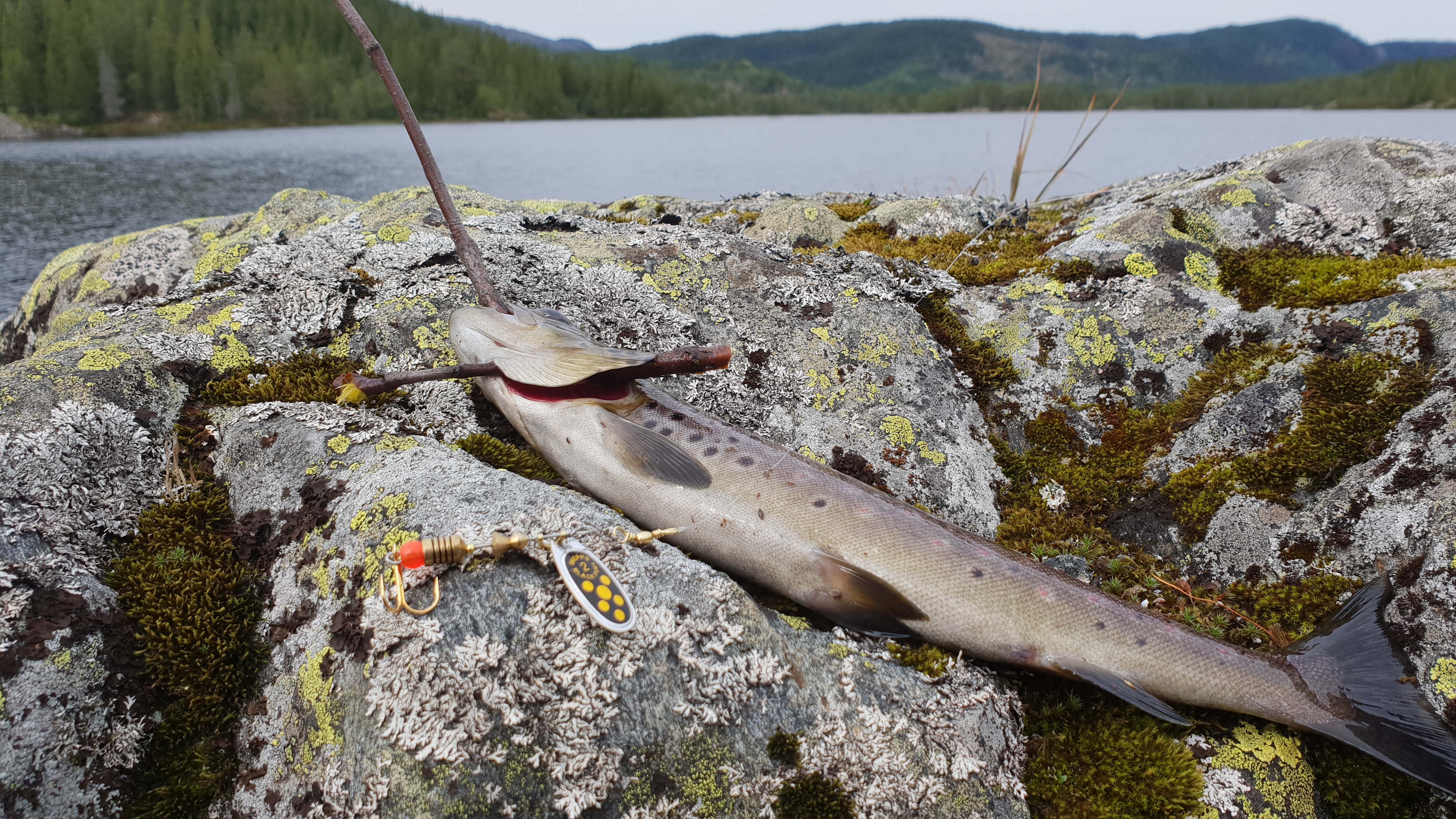 Fishing in Lake Mosvatn and Bessevatn - Fishing in Dalen, Tokke - Dalen