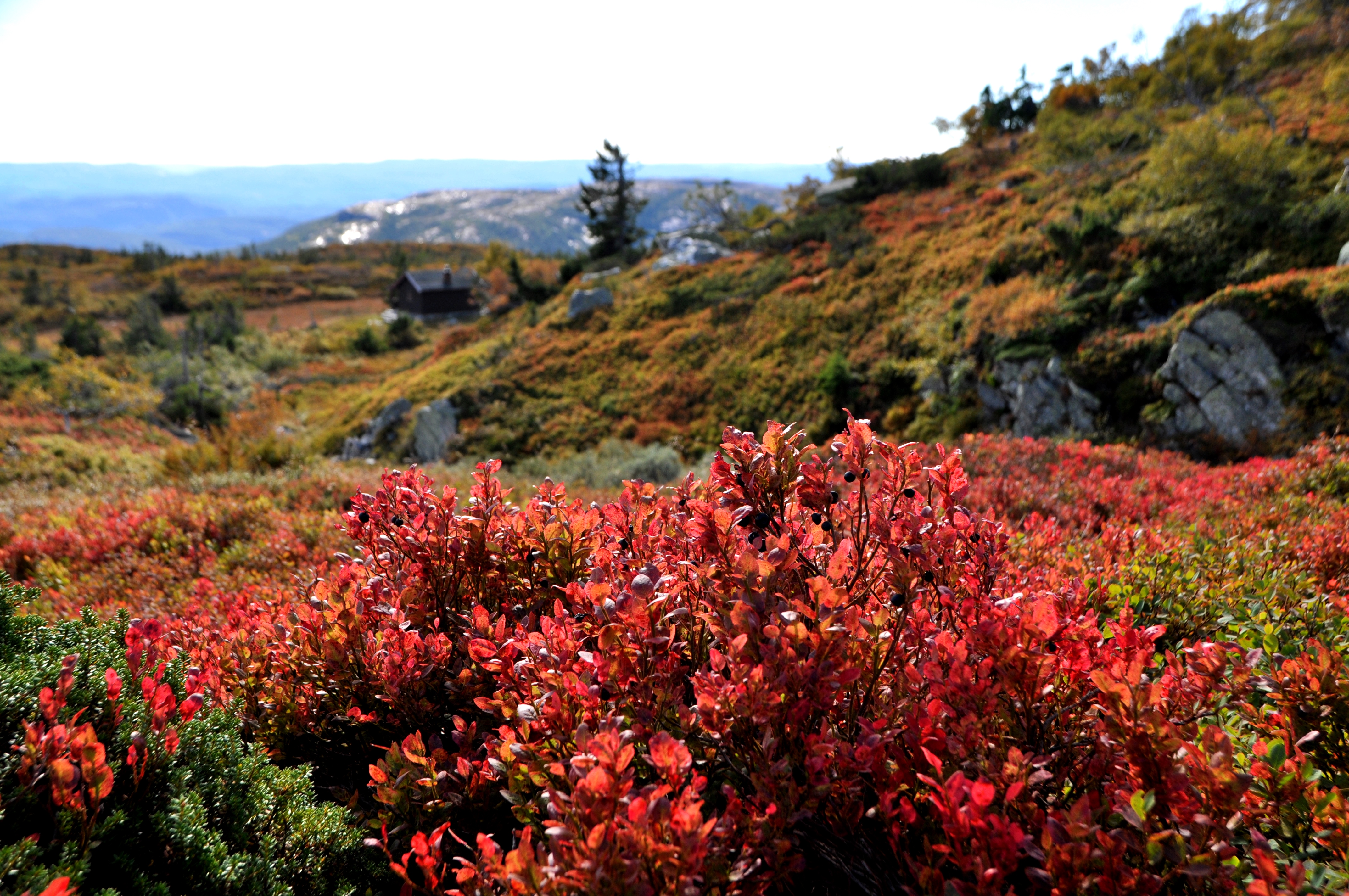 Lifjell mountain plateau - Hiking in BØ I TELEMARK, Bø i Telemark ...